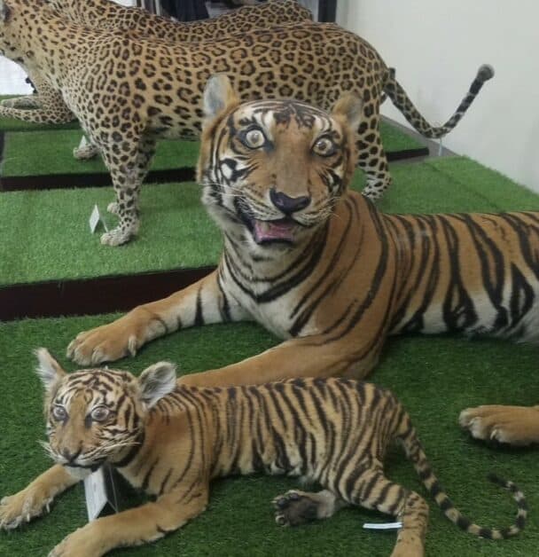 38 Funny Taxidermy Fails You Can File Under Crimes Against Nature