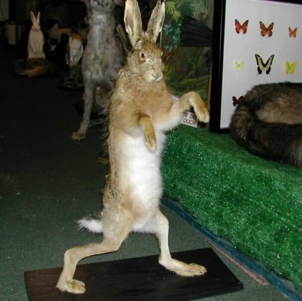 38 Funny Taxidermy Fails You Can File Under Crimes Against Nature