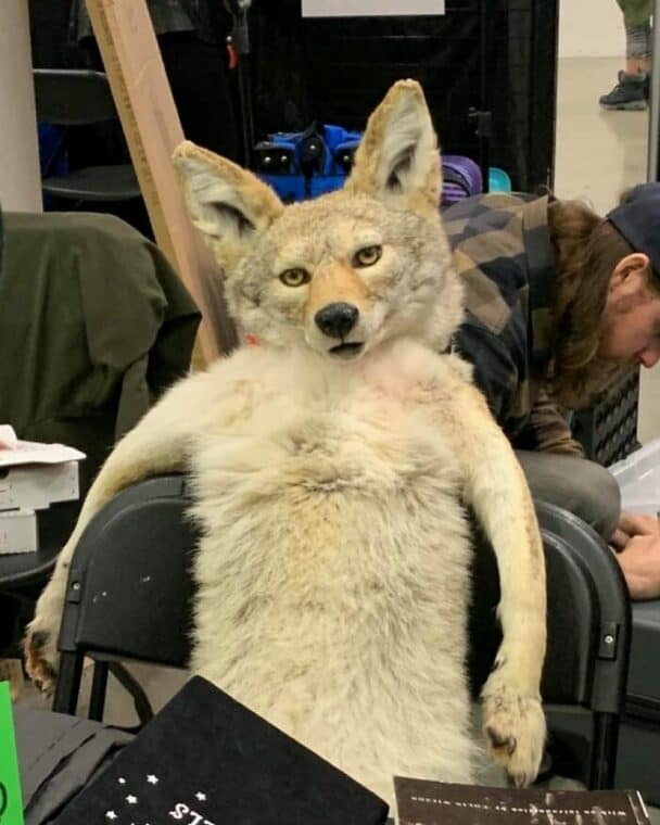 38 Funny Taxidermy Fails You Can File Under Crimes Against Nature