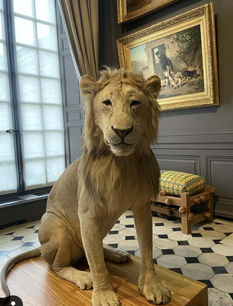 38 Funny Taxidermy Fails You Can File Under Crimes Against Nature