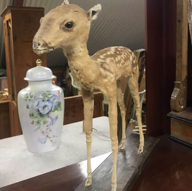 38 Funny Taxidermy Fails You Can File Under Crimes Against Nature