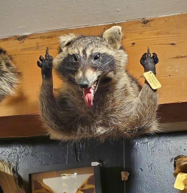 38 Funny Taxidermy Fails You Can File Under Crimes Against Nature