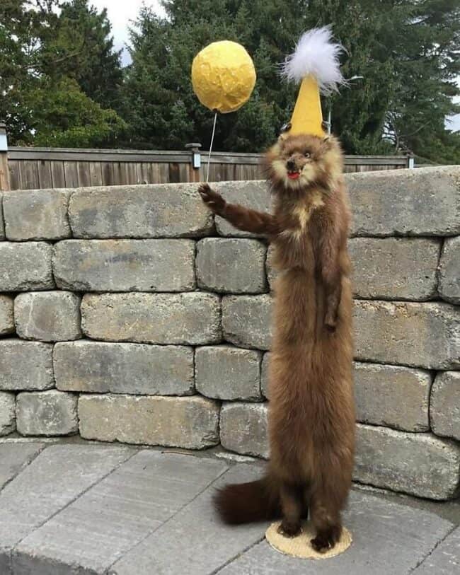 38 Funny Taxidermy Fails You Can File Under Crimes Against Nature