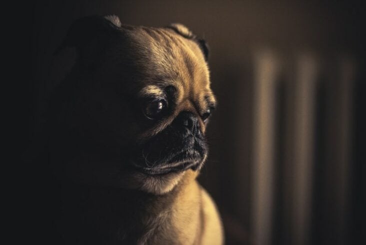 50 Pug Life Memes And Pictures Celebrating The Smush-Faced Babies