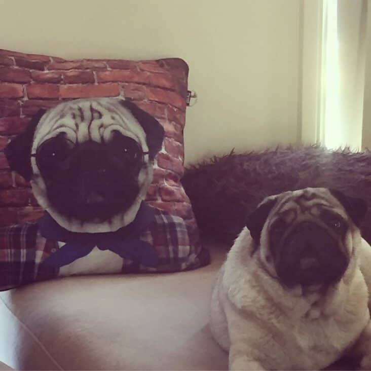 50 Pug Life Memes And Pictures Celebrating The Smush-Faced Babies