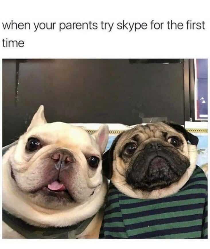 50 Pug Life Memes And Pictures Celebrating The Smush-Faced Babies