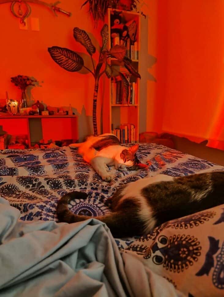 People Share Heartwarming Stories About Meeting Cats For The First Time ...