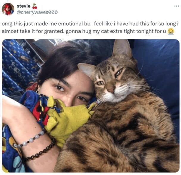 People Share Heartwarming Stories About Meeting Cats For The First Time ...