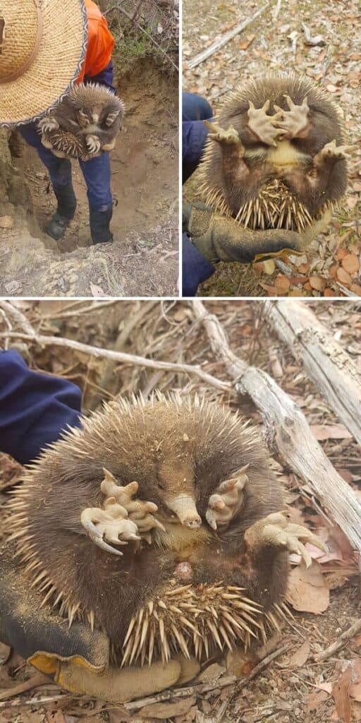 45 Unexpected Wild Animal Encounters That Took Everyone By Surprise