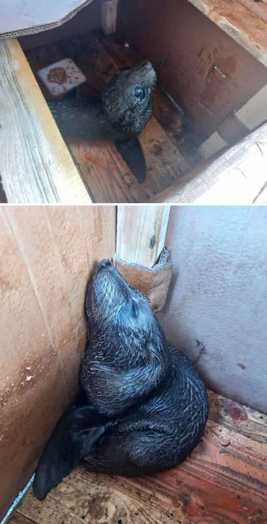 45 Unexpected Wild Animal Encounters That Took Everyone By Surprise