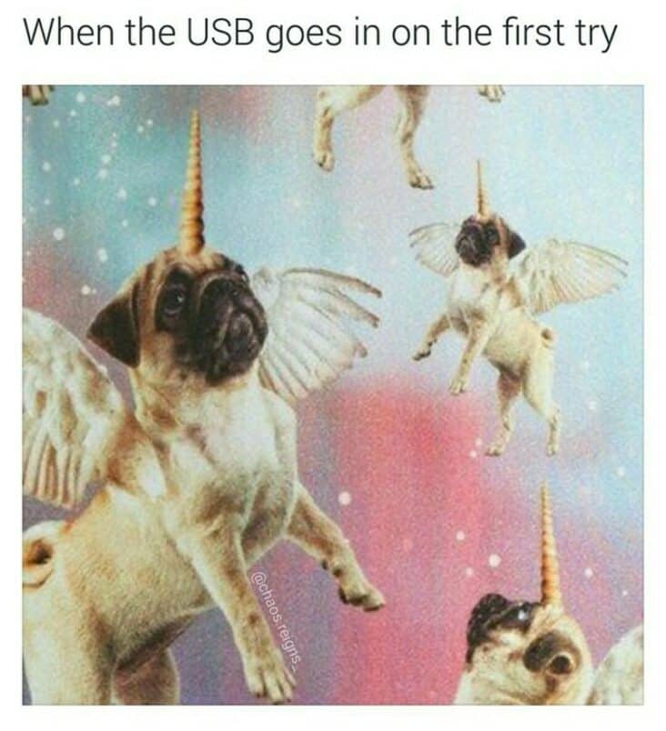 50 Pug Life Memes And Pictures Celebrating The Smush-Faced Babies