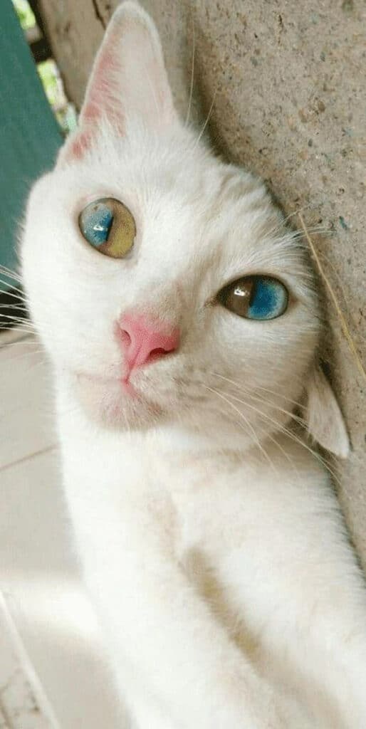 25 Delightfully Unique Animals Bringing Smiles And Awws All Day Long