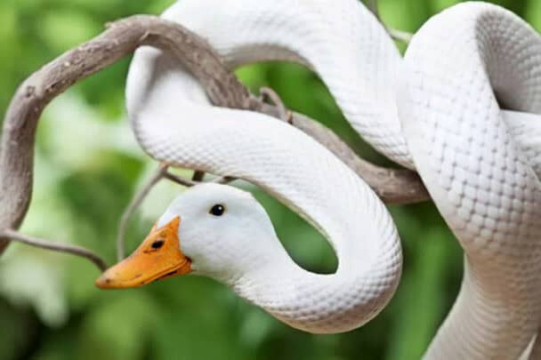 37 Funny Animal Hybrids Created By Mad Photoshop Geniuses