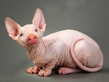 37 Funny Animal Hybrids Created By Mad Photoshop Geniuses