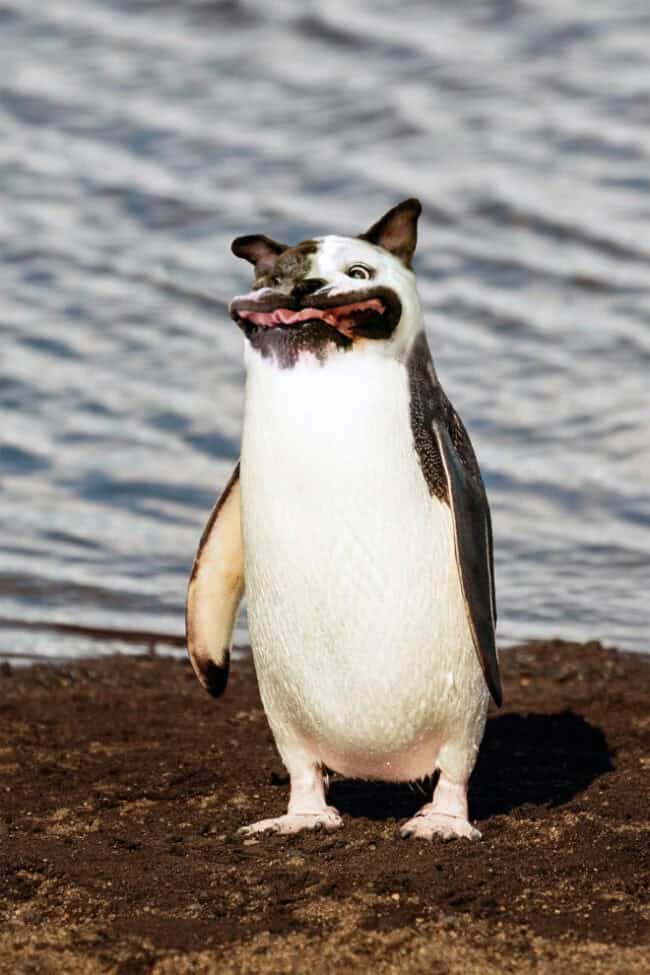 37 Funny Animal Hybrids Created By Mad Photoshop Geniuses