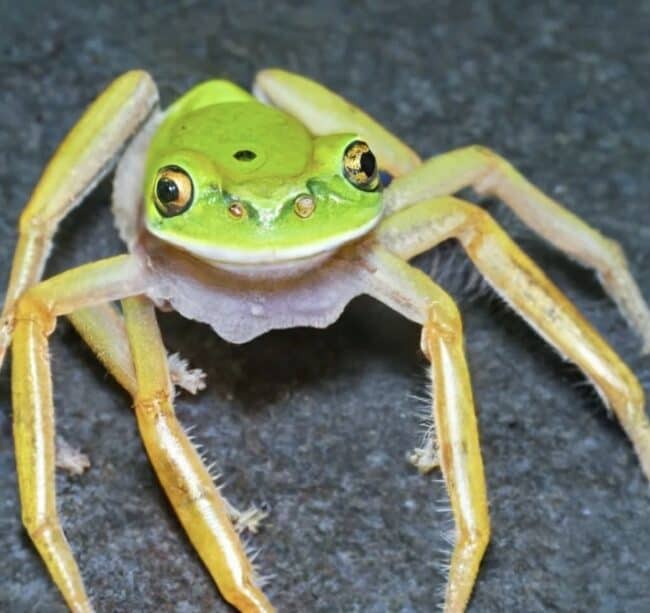 37 Funny Animal Hybrids Created By Mad Photoshop Geniuses