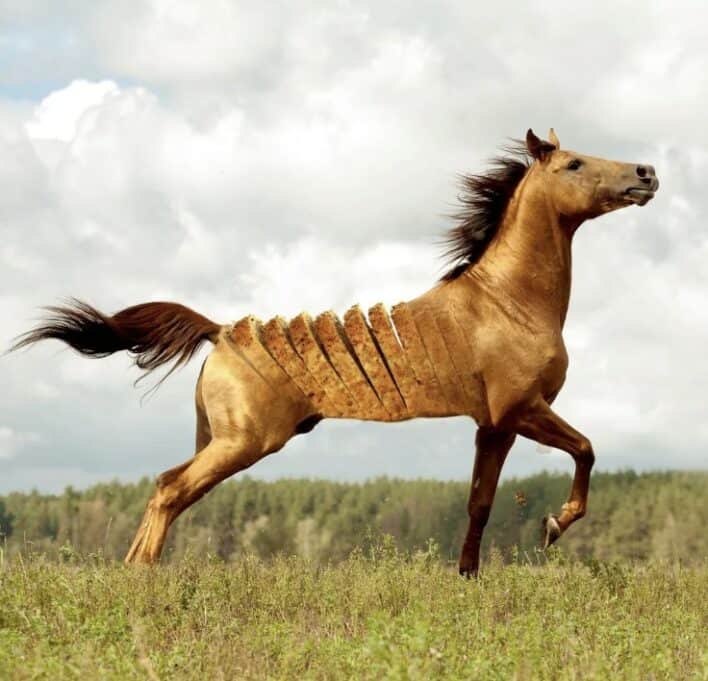 37 Funny Animal Hybrids Created By Mad Photoshop Geniuses
