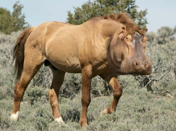 37 Funny Animal Hybrids Created By Mad Photoshop Geniuses