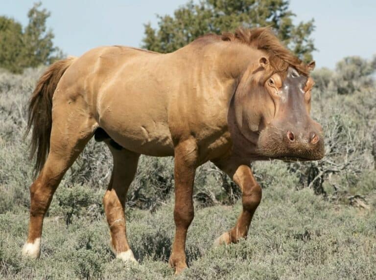 37 Funny Animal Hybrids Created By Mad Photoshop Geniuses