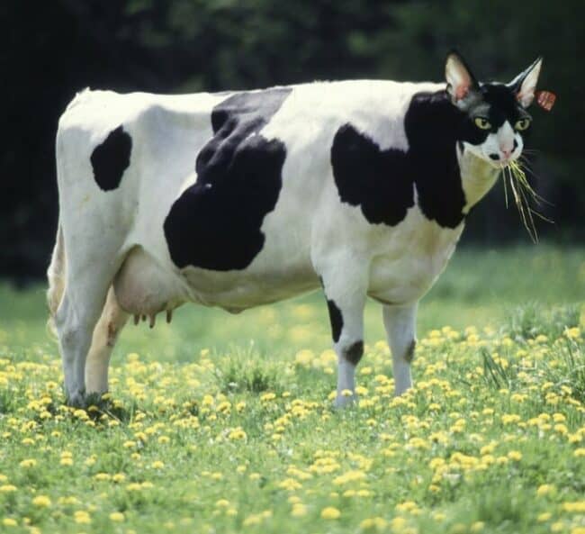 37 Funny Animal Hybrids Created By Mad Photoshop Geniuses