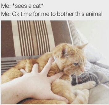 45 Adorably Funny Animal Memes That Made Our Week So Much Better (June ...