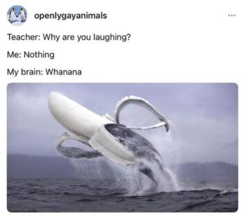 45 Funny Animal Memes That Will Make You Howl With Laughter (June 21, 2024)