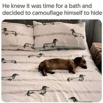 45 Funny Animal Memes That Will Make You Howl With Laughter (June 21, 2024)
