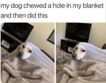 45 Funny Animal Memes That Will Make You Howl With Laughter (June 21, 2024)