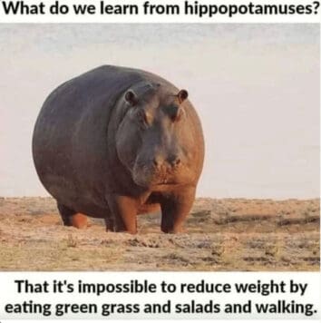 45 Funny Animal Memes That Will Make You Howl With Laughter (June 21, 2024)