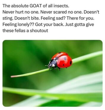 45 Funny Animal Memes That Will Make You Howl With Laughter (June 21, 2024)