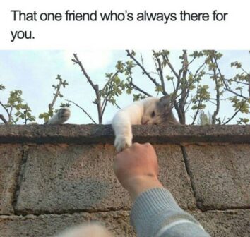 45 Funny Animal Memes That Will Make You Howl With Laughter (June 21, 2024)