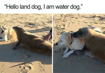 45 Funny Animal Memes That Will Make You Howl With Laughter (June 21, 2024)