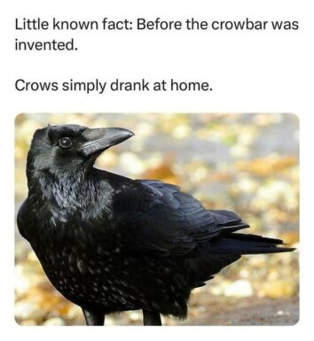 45 Funny Animal Memes That Will Make You Howl With Laughter (June 21, 2024)