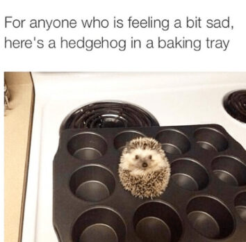 45 Funny Animal Memes That Will Make You Howl With Laughter (June 21, 2024)