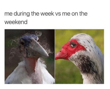 45 Funny Animal Memes That Will Make You Howl With Laughter (June 21, 2024)