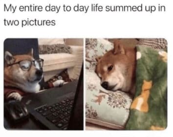45 Funny Animal Memes That Will Make You Howl With Laughter (June 21, 2024)
