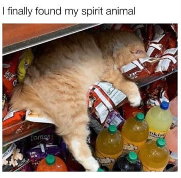 45 Funny Animal Memes That Will Make You Howl With Laughter (June 21, 2024)
