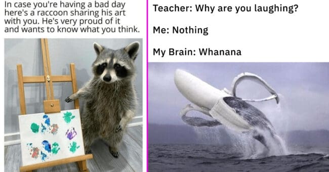 45 Funny Animal Memes That Will Make You Howl With Laughter (June 21, 2024)