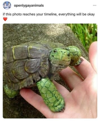 45 Funny Animal Memes That Will Make You Howl With Laughter (June 21, 2024)