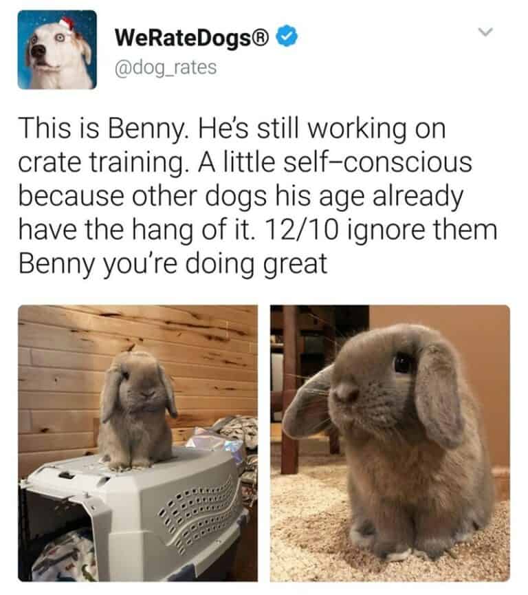 50 Funny Animal Pics That Are Just So Heckin' Wholesome (June 17, 2024)