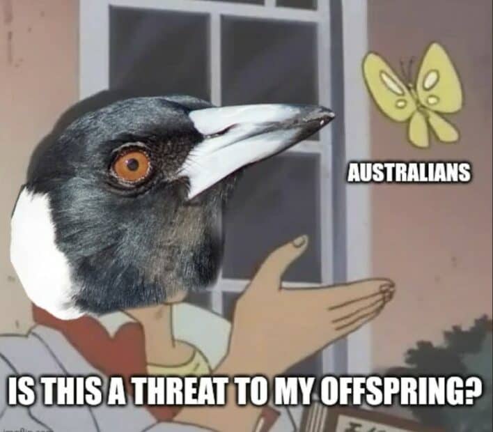 38 Australian Memes With That Special Down Under Humor