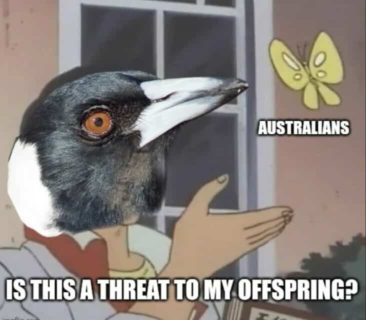 38 Australian Memes With That Special Down Under Humor