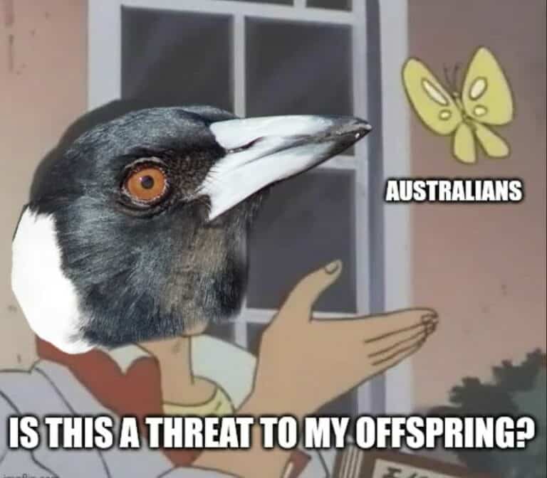 38 Australian Memes With That Special Down Under Humor