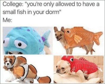 45 Funny Fishing Memes For Fishermen Who Keep It Reel