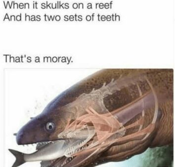45 Funny Fishing Memes For Fishermen Who Keep It Reel