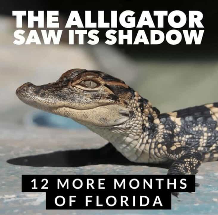 40 Funny Florida Memes That Are A Drunken Love Letter To America's ...