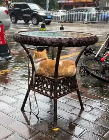 45 Funny And/Or Random Pictures For Your Weekly Dose Randomness (June 8 ...