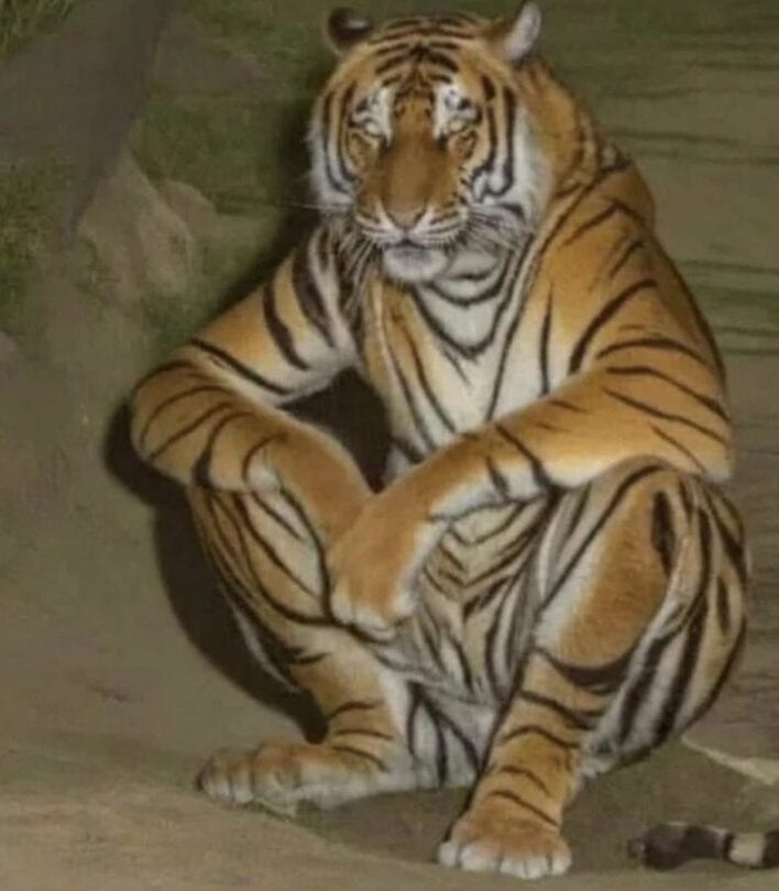 50 Funny Pictures With Insane Poses That Left Us With More Questions ...