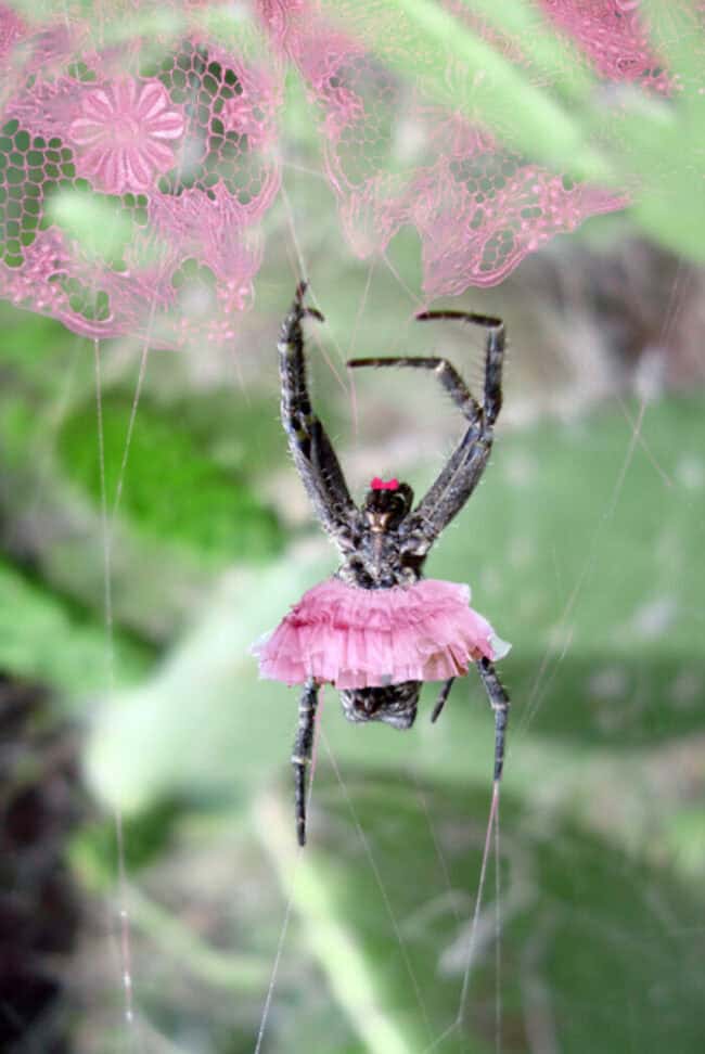 30 Photoshop Masters Dress Animals Up In Clothes In This Fun Competition