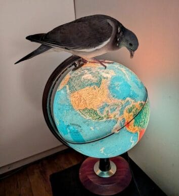 50 "Birds With Threatening Auras" Shared By Bird Lovers Everywhere